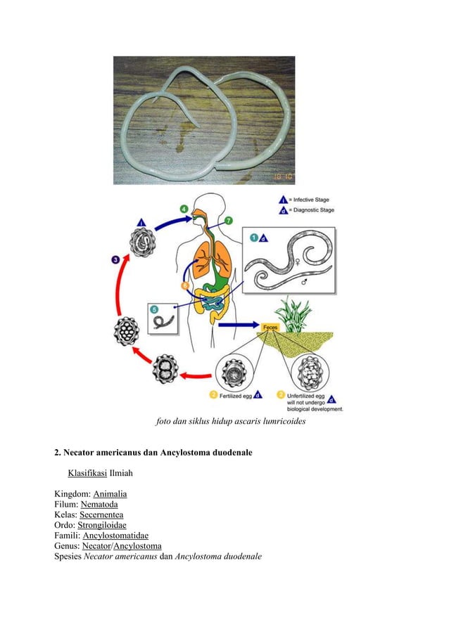 Cacing nematoda usus | PDF