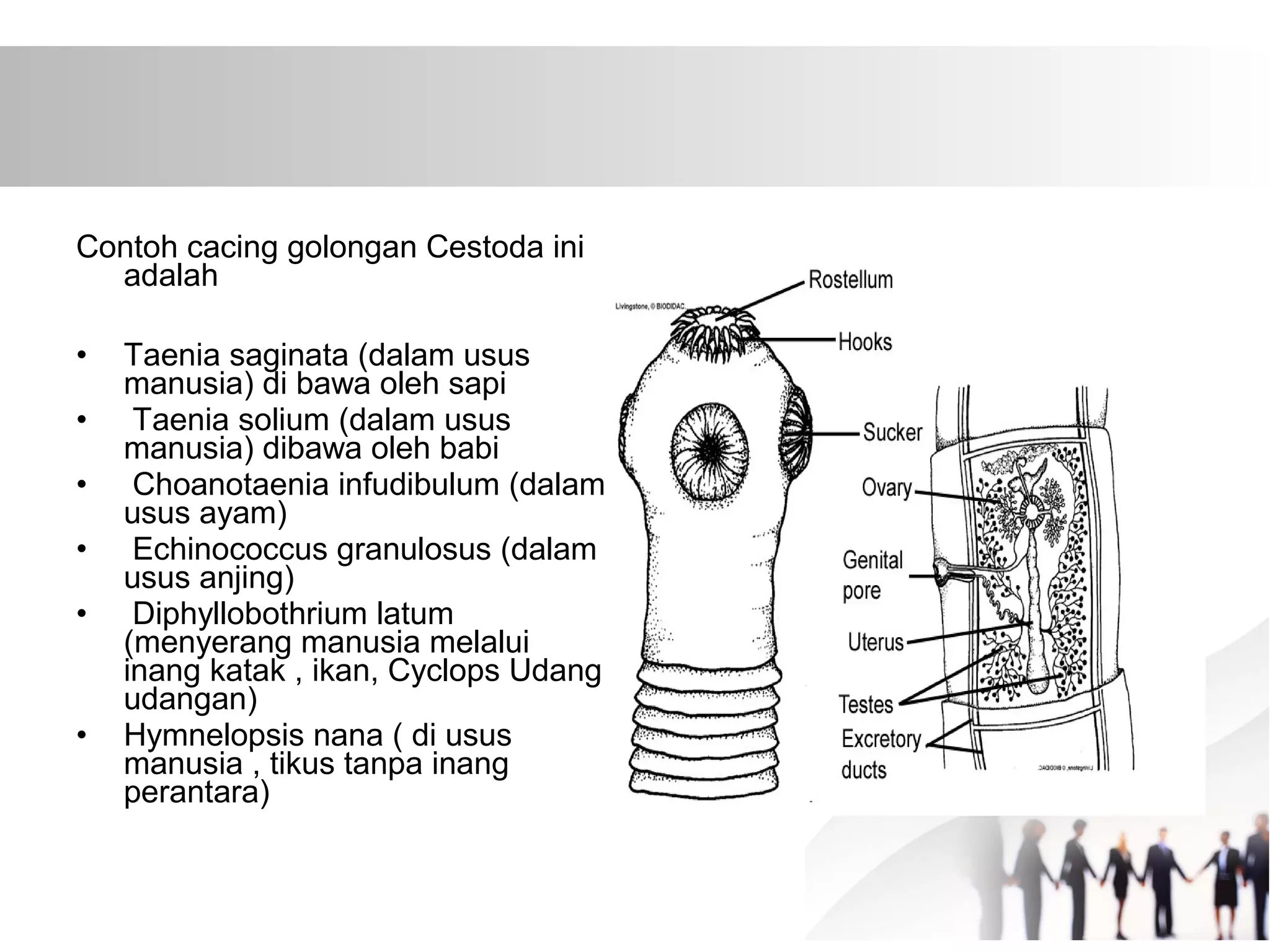 Cacing pita | PPT
