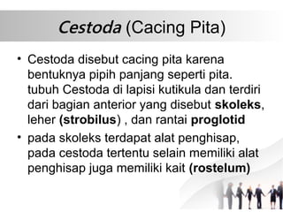 Cacing pita | PPT