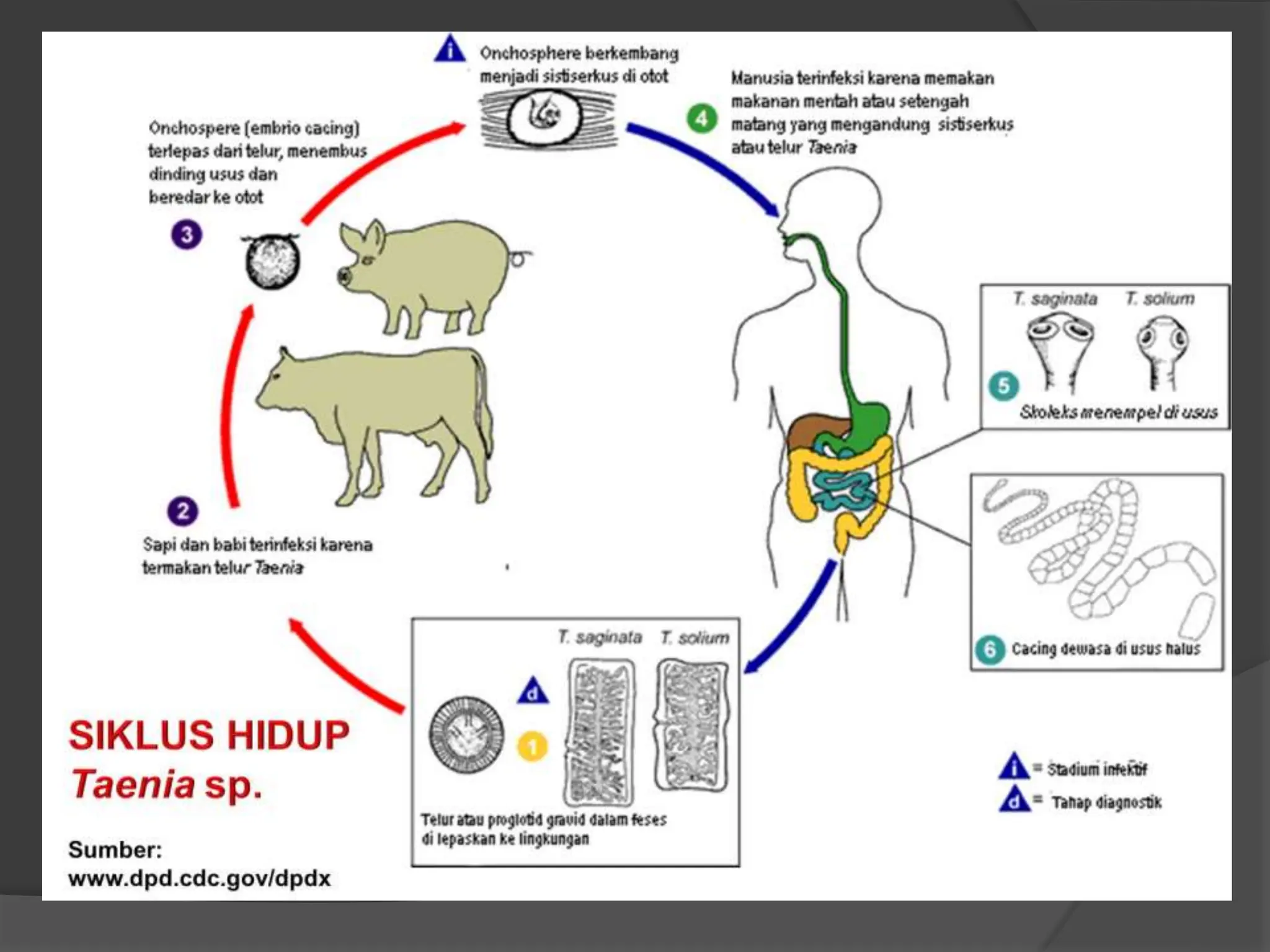 CACING_PITA_PATOFIS bahan materi kuliah b | PPT