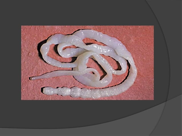 CACING_PITA_PATOFIS bahan materi kuliah b | PPT