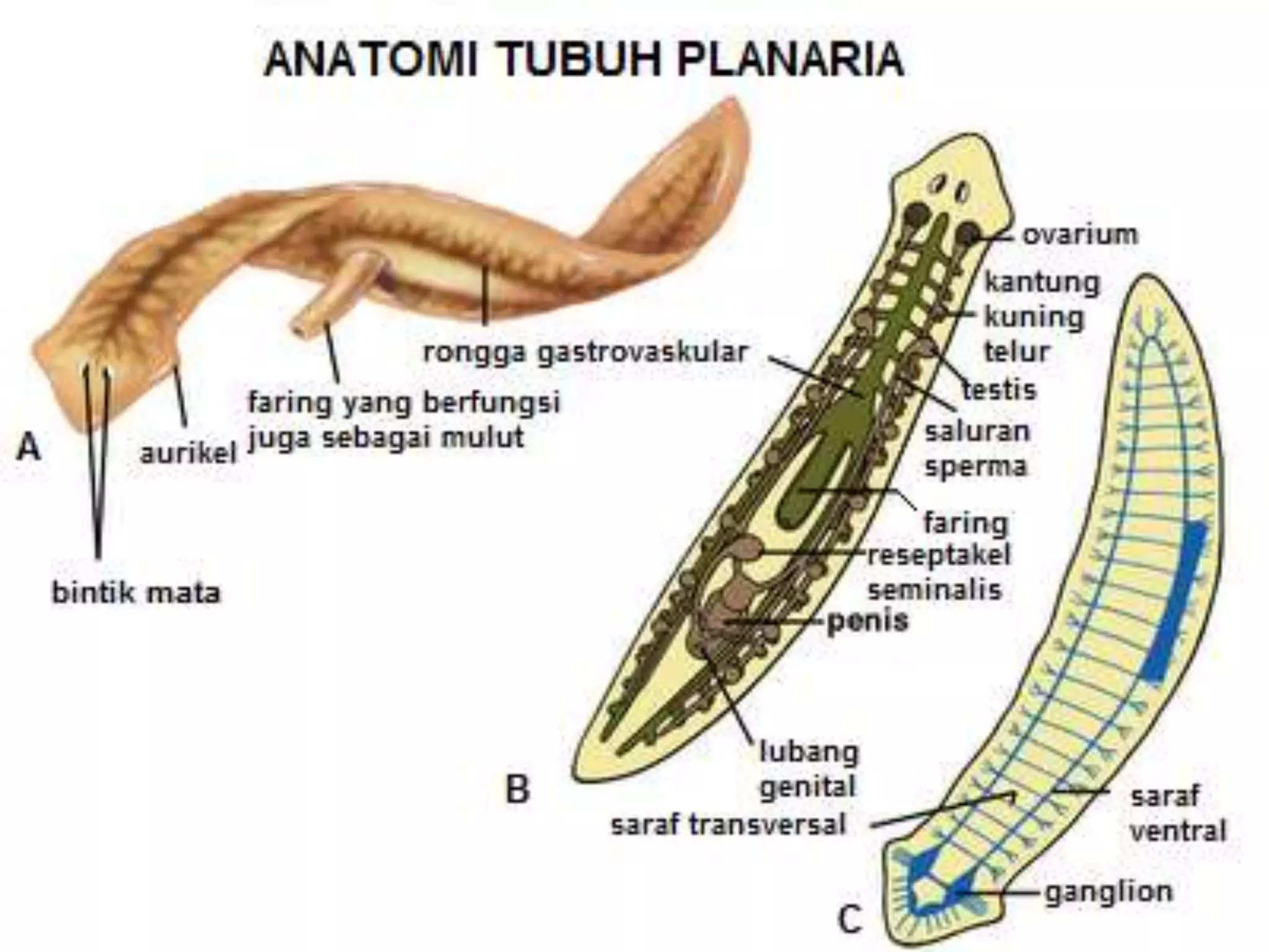 PLANARIA (BIOLOGI X) | PPTX