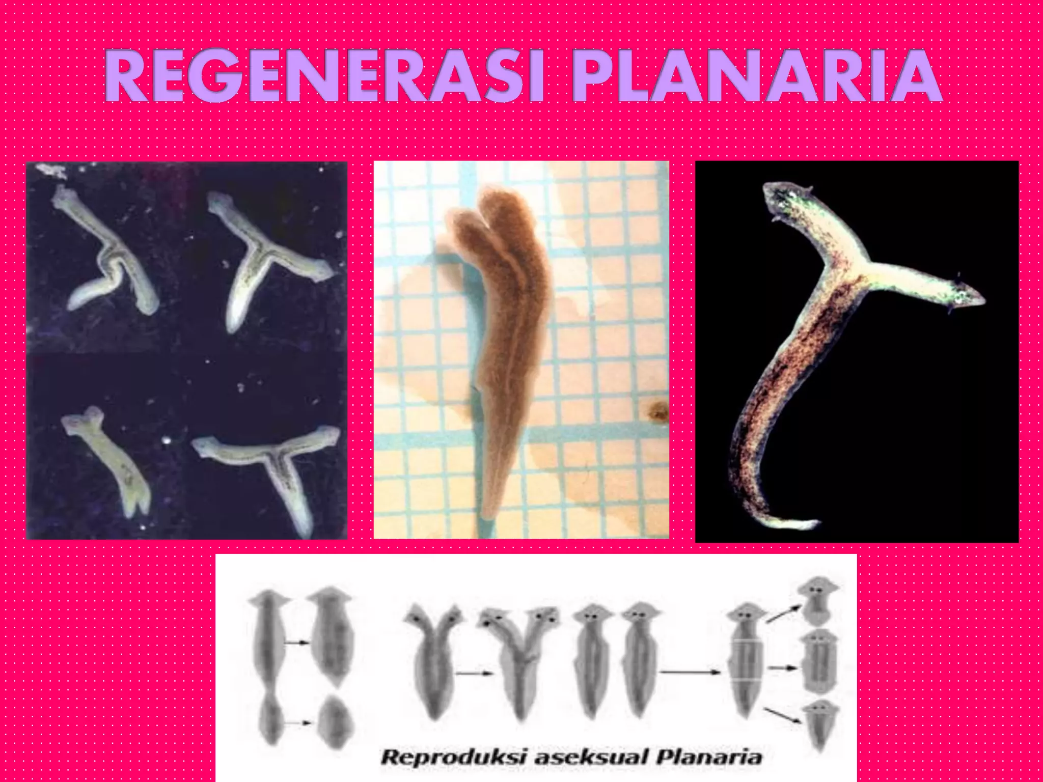 PLANARIA (BIOLOGI X) | PPTX
