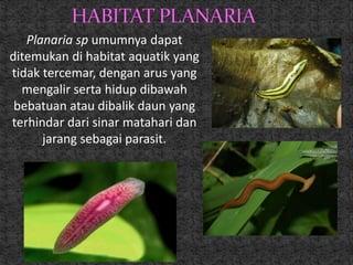 PLANARIA (BIOLOGI X) | PPTX