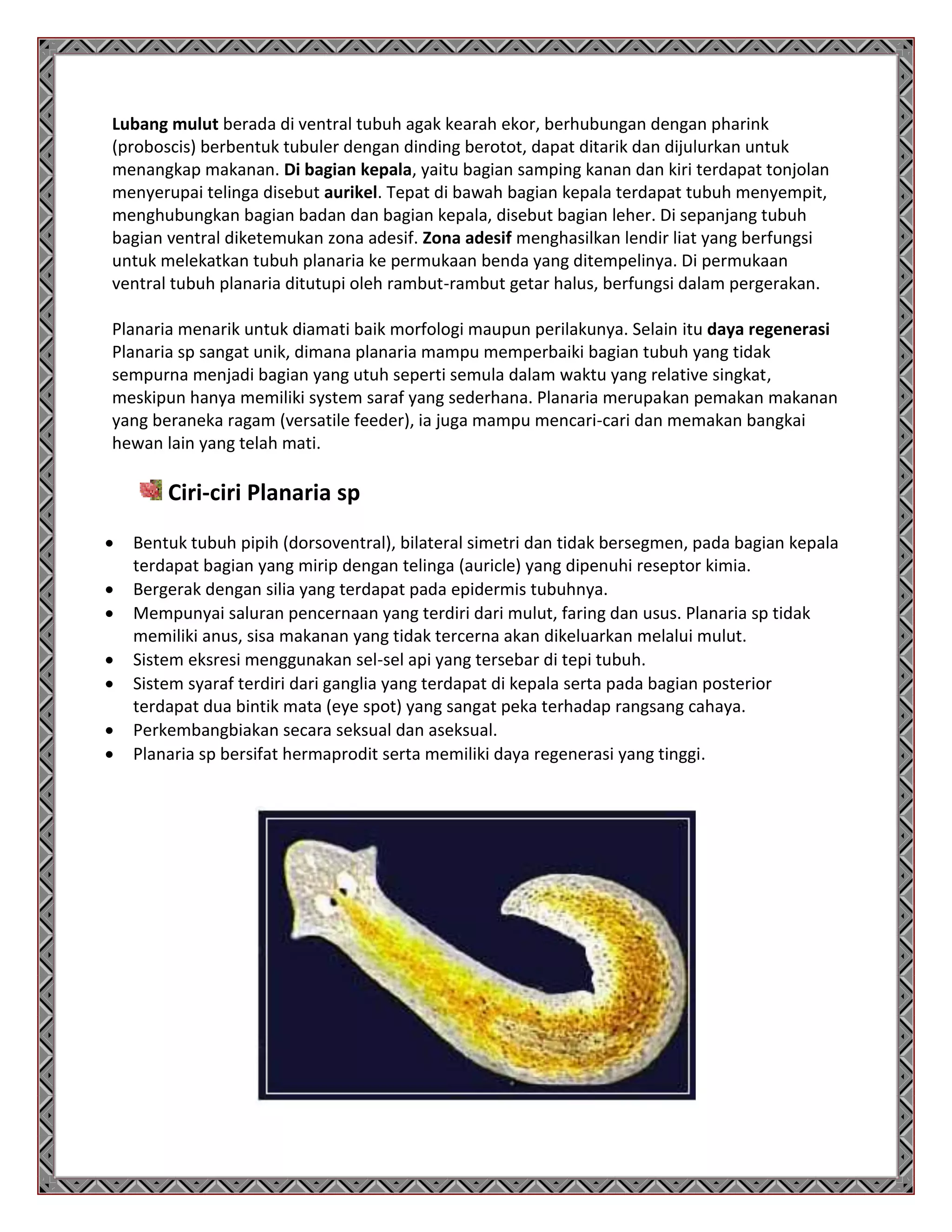 CACING PLANARIA SP | DOCX