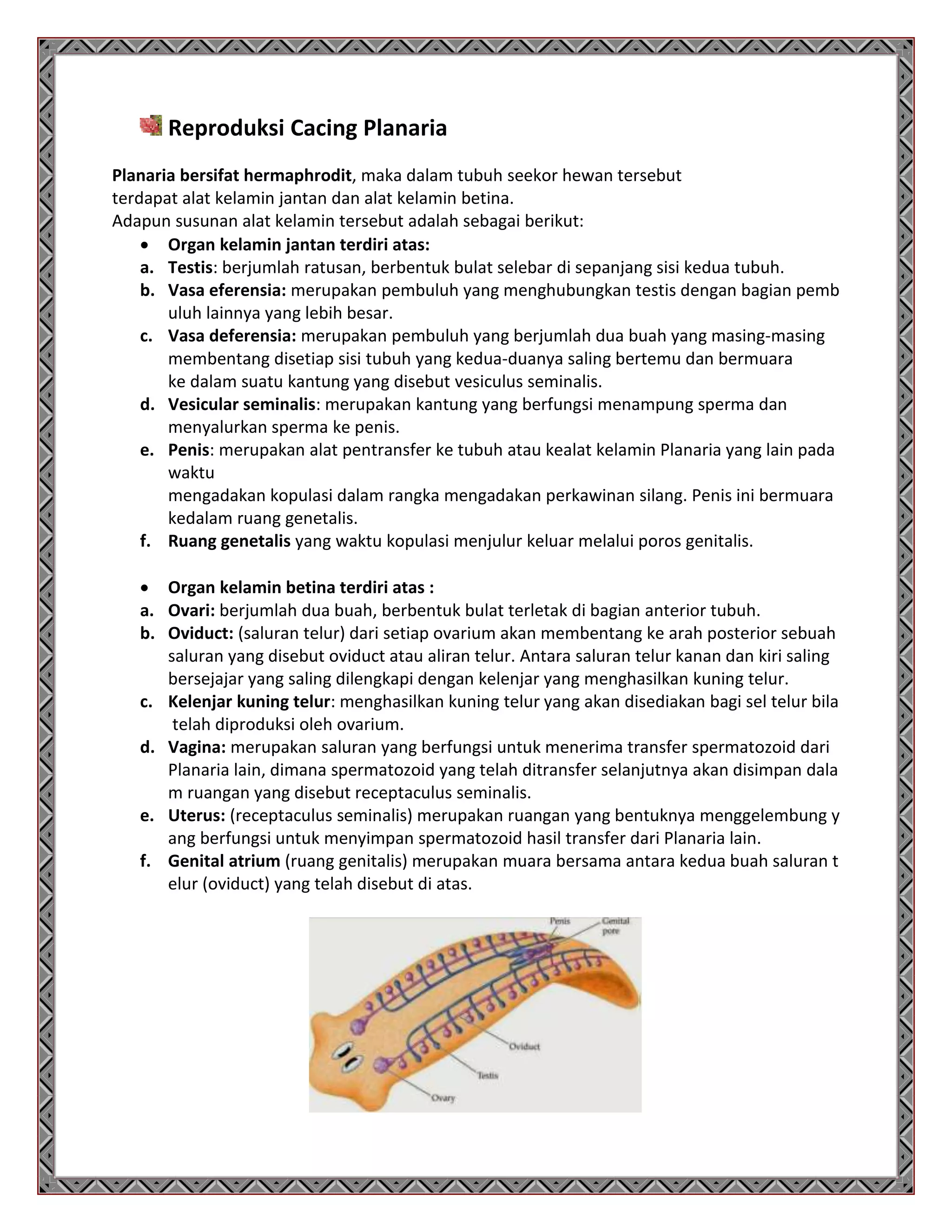 CACING PLANARIA SP | DOCX