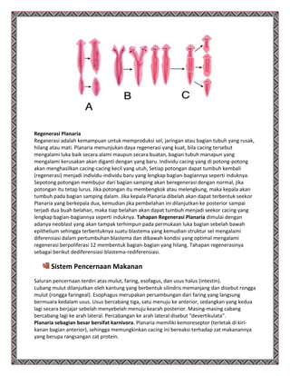 CACING PLANARIA SP | DOCX