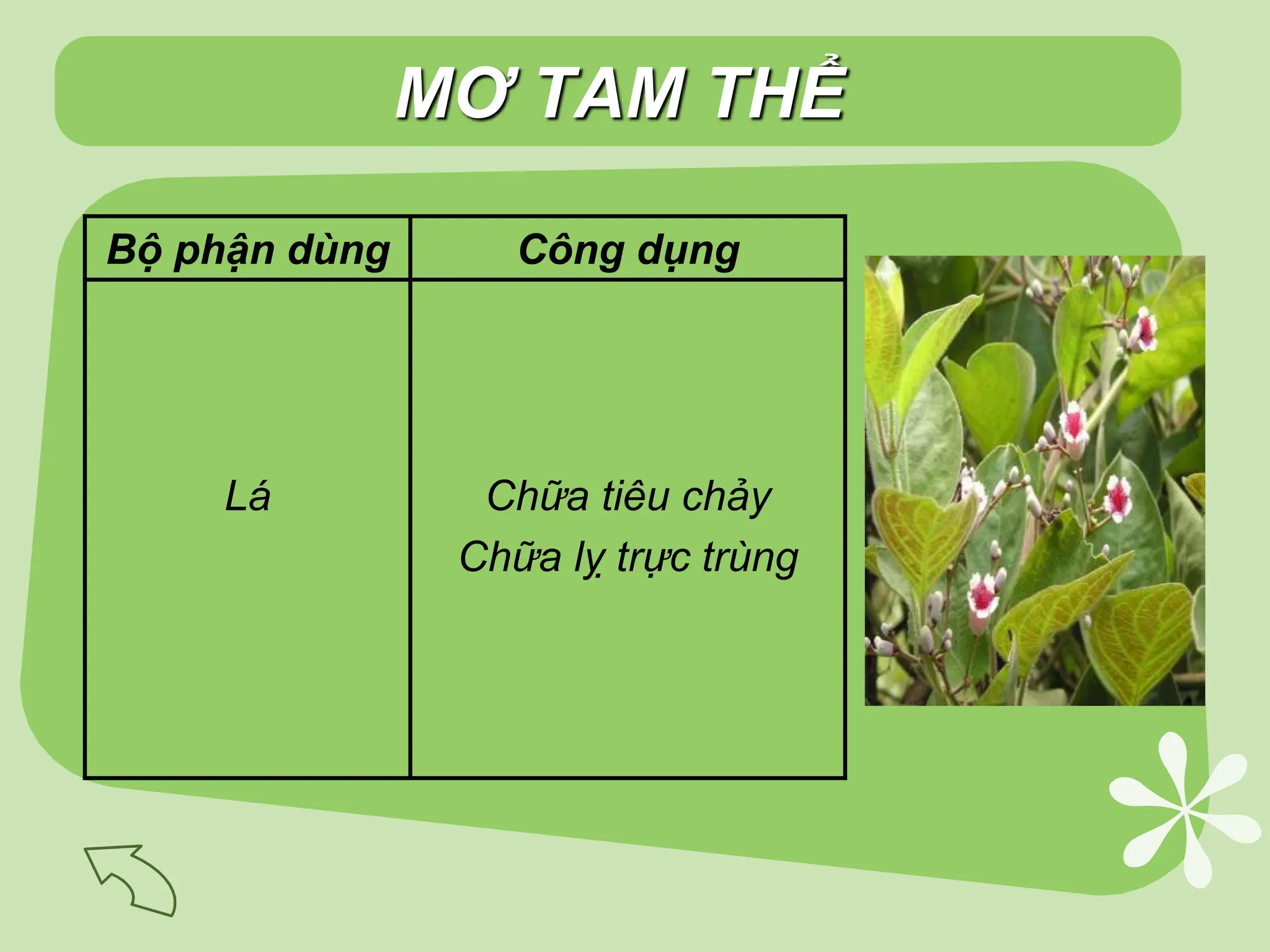 Cac_loai_cay_thuoc_nam thuong dung_5692de46aa.ppt