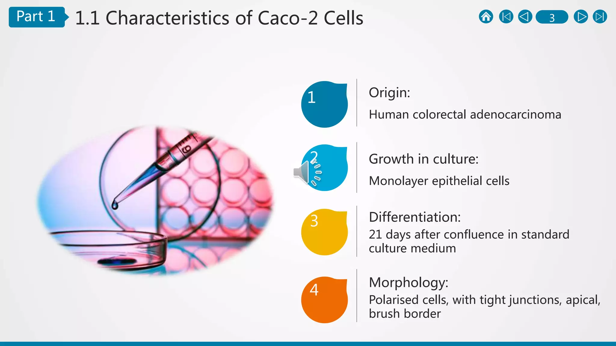 Caco-2 Cell Permeability Assay | PPTX