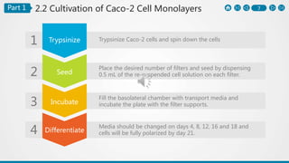 Caco 2 cell permeability assay | PPTX