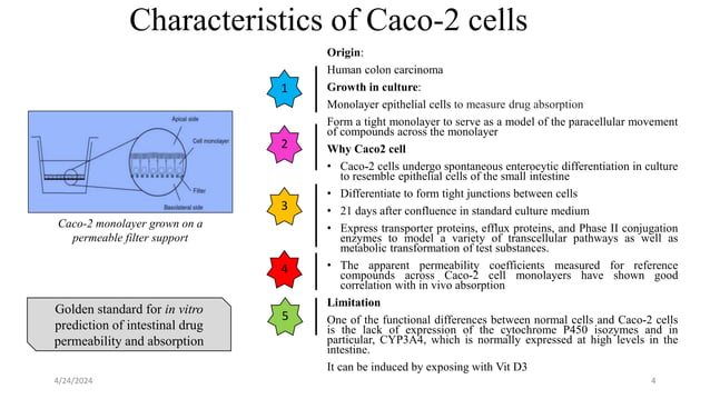 Caco-2 cell permeability assay for drug absorption | PPTX | Digestive ...