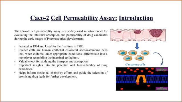 caco-2 cell permeability assay for intestinal absorption .pptx ...