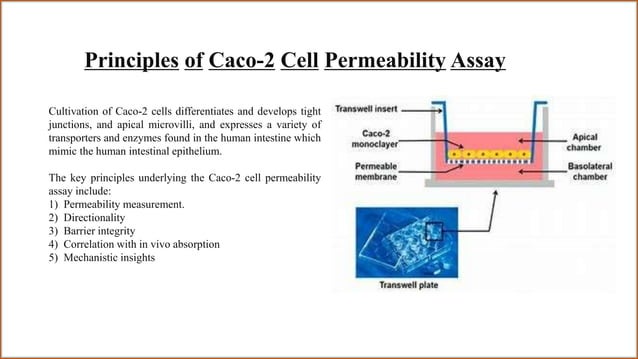 caco-2 cell permeability assay for intestinal absorption .pptx ...