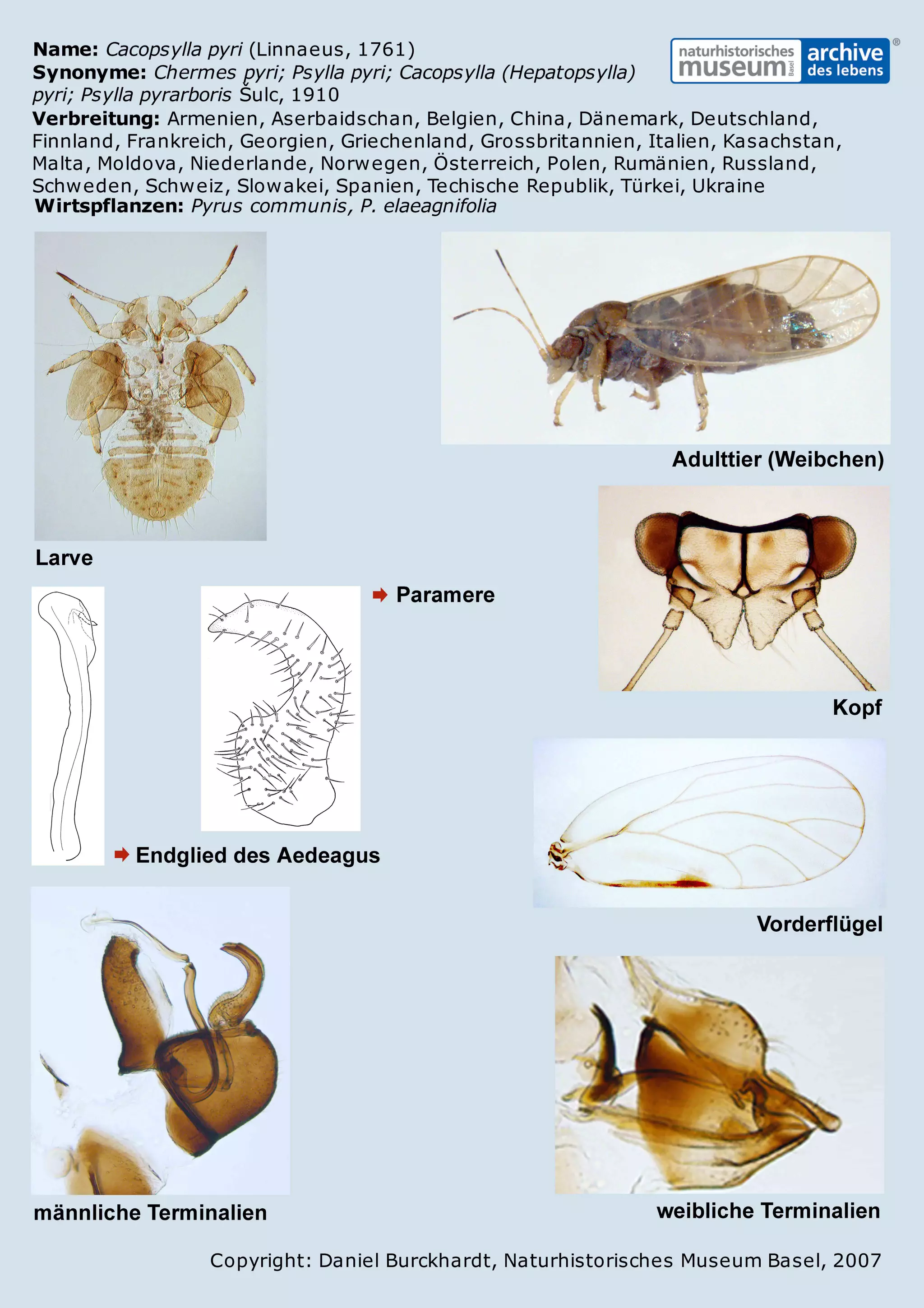 Cacopsylla pyri | PDF