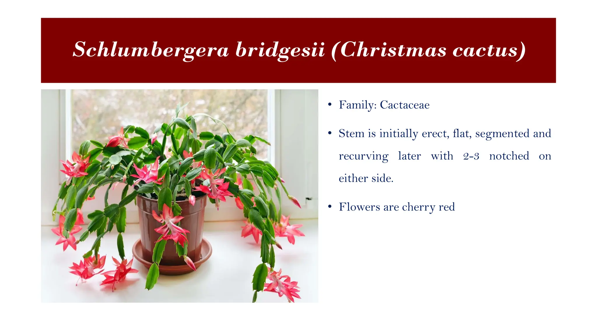 Cacti and Succulents used for Landscaping | PDF