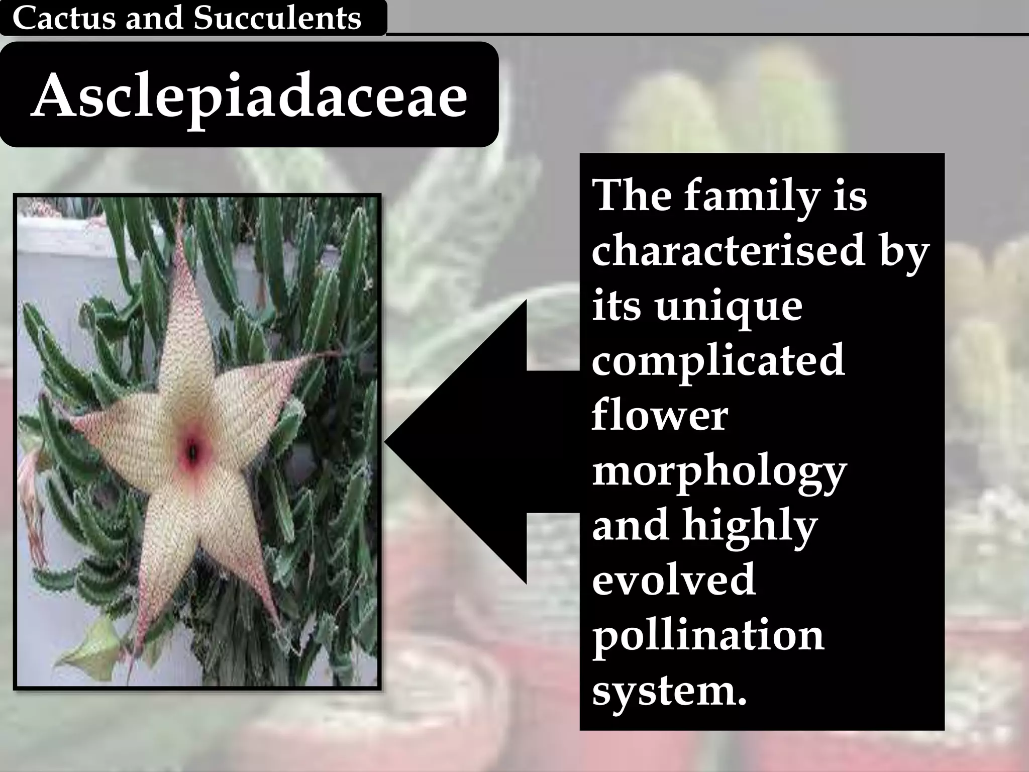 Cactus and succulents | PPTX