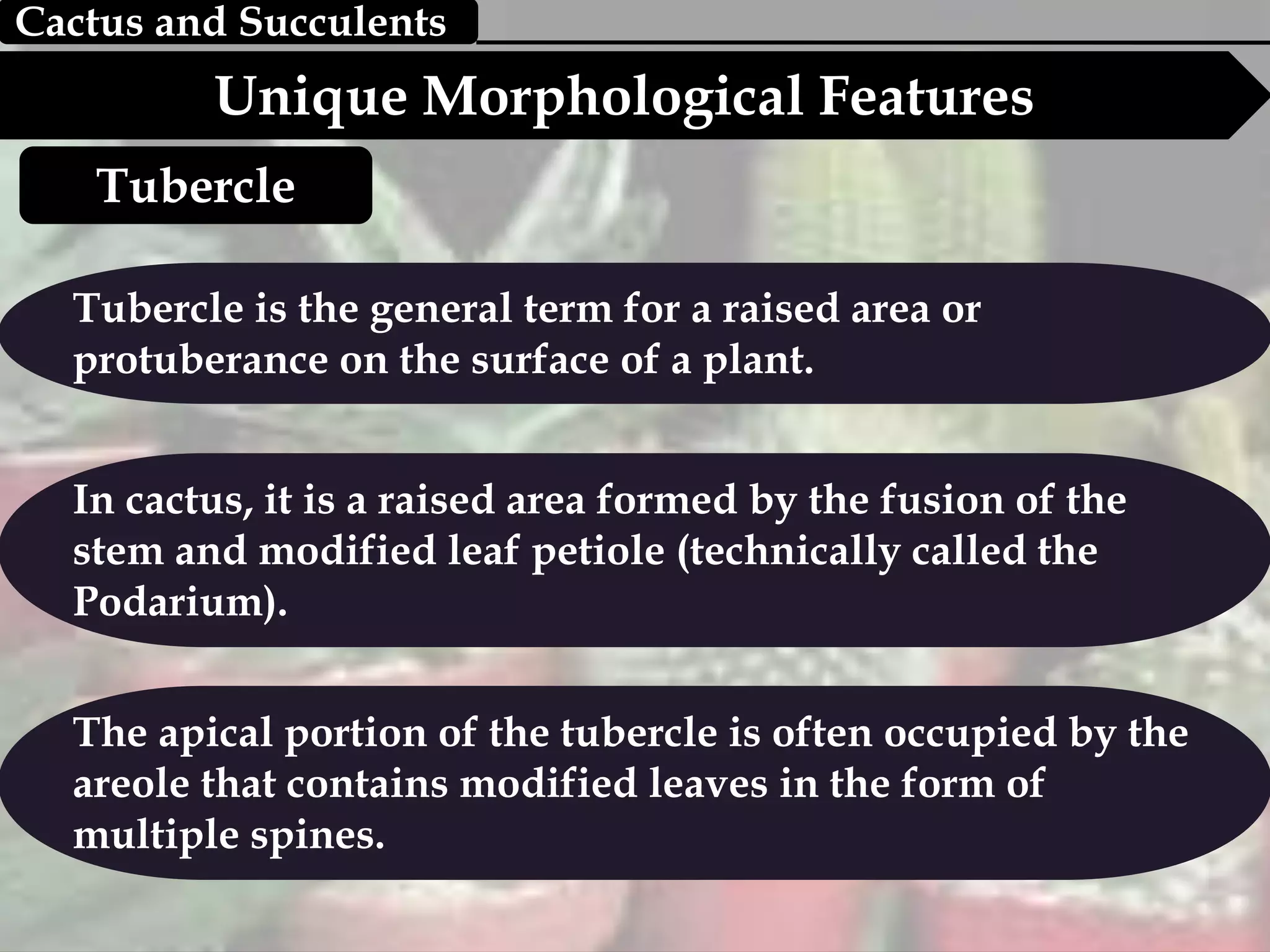 Cactus and succulents | PPTX