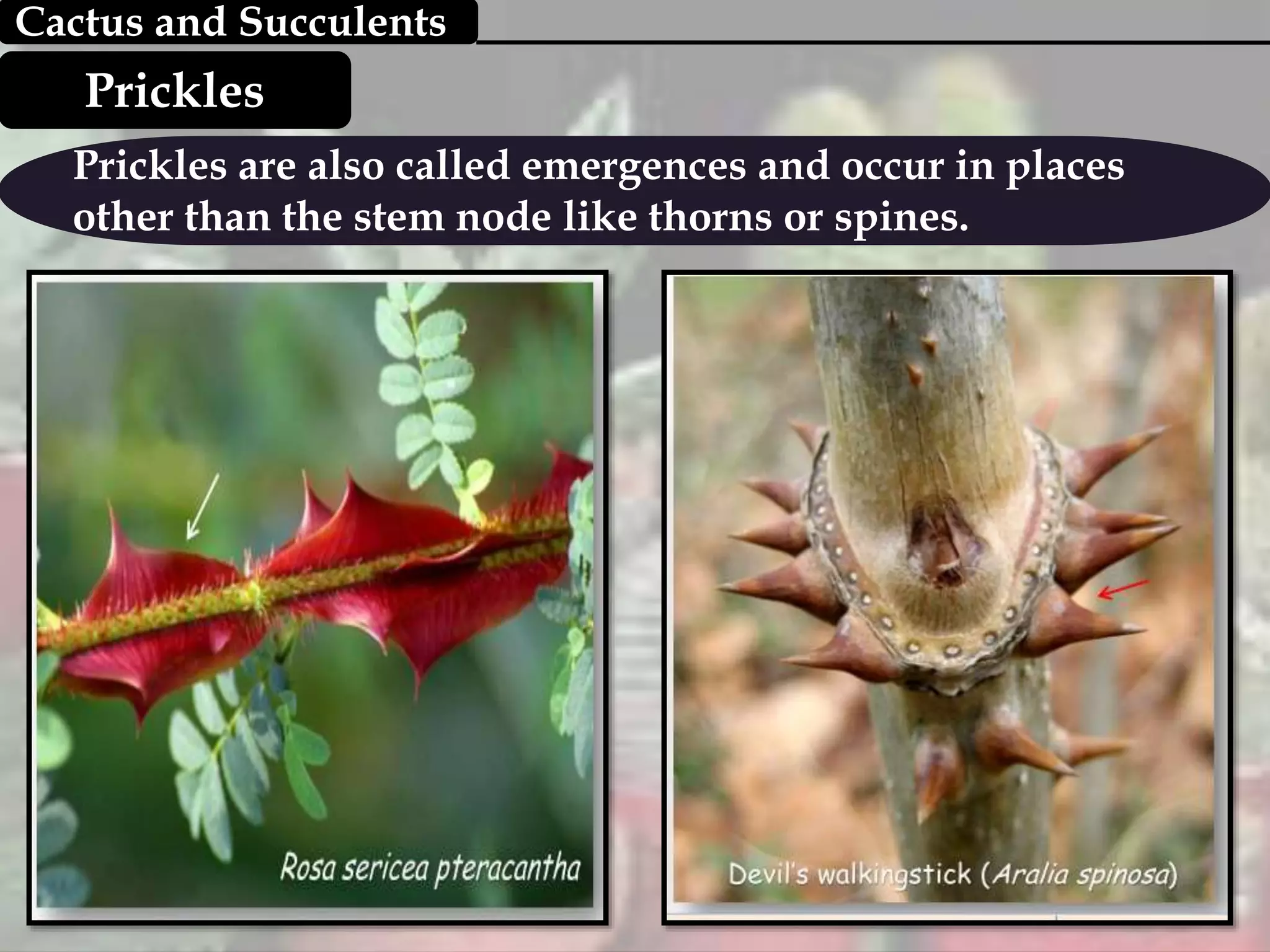 Cactus and succulents | PPTX