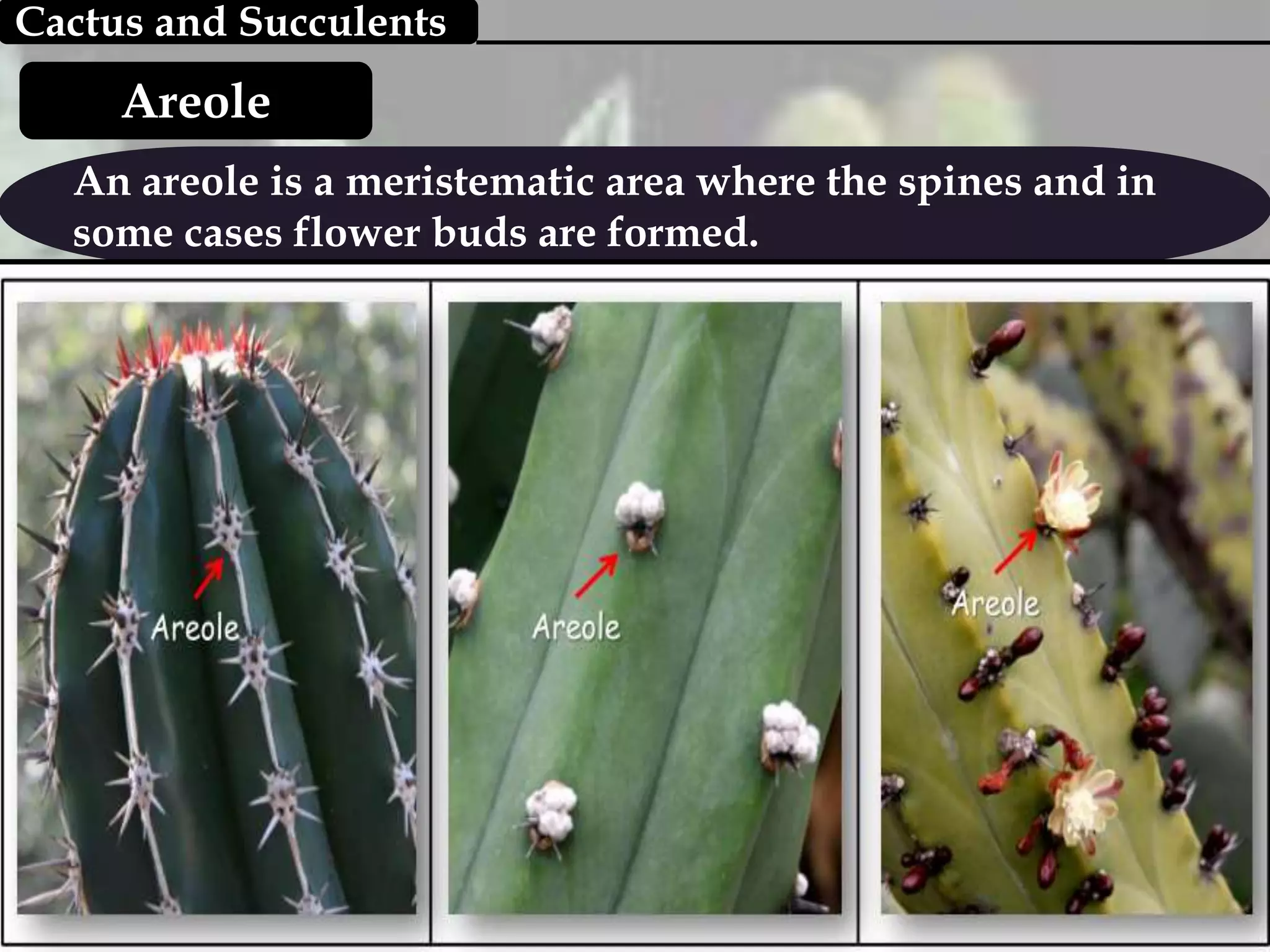 Cactus and succulents | PPTX