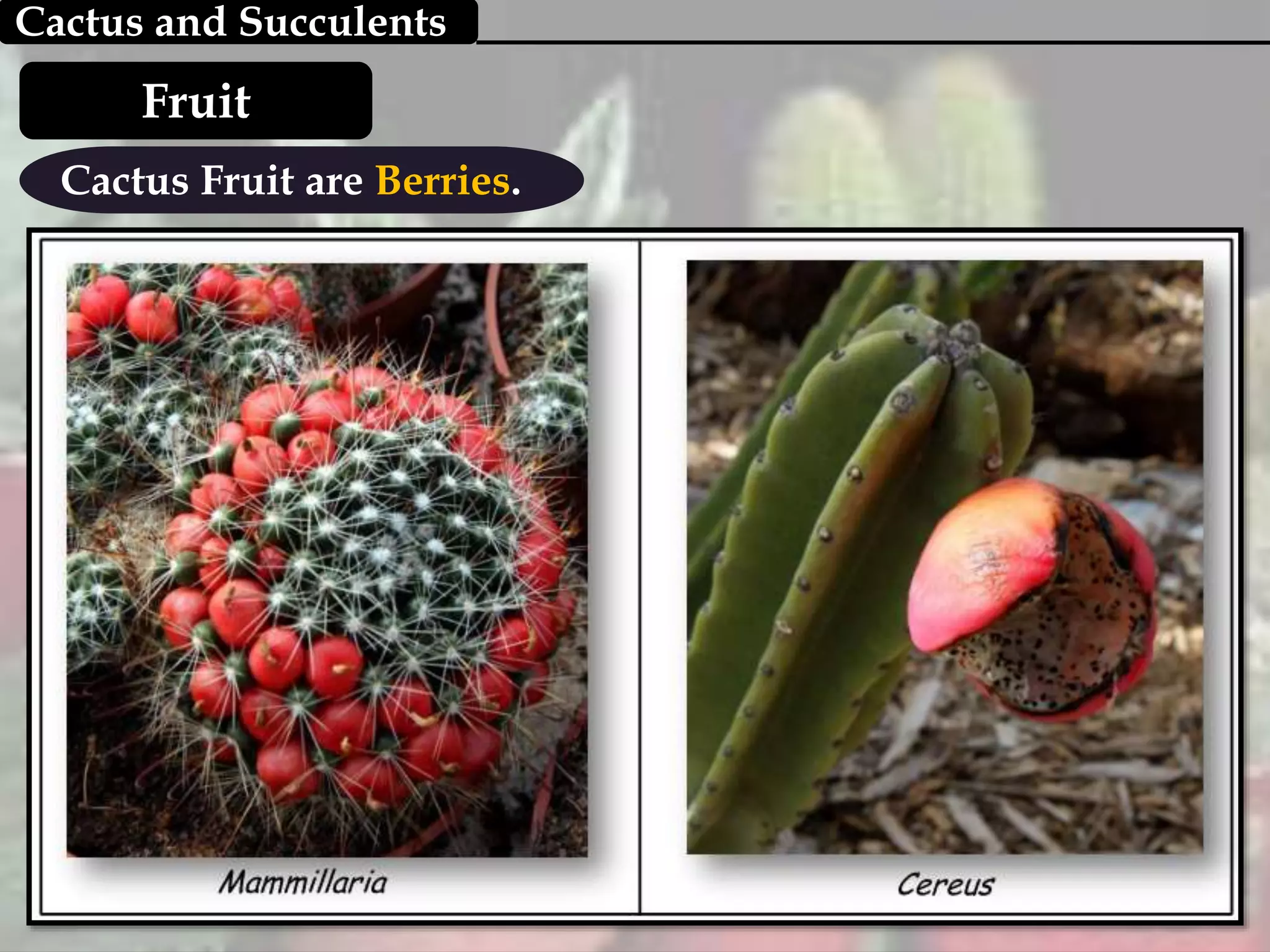 Cactus and succulents | PPTX