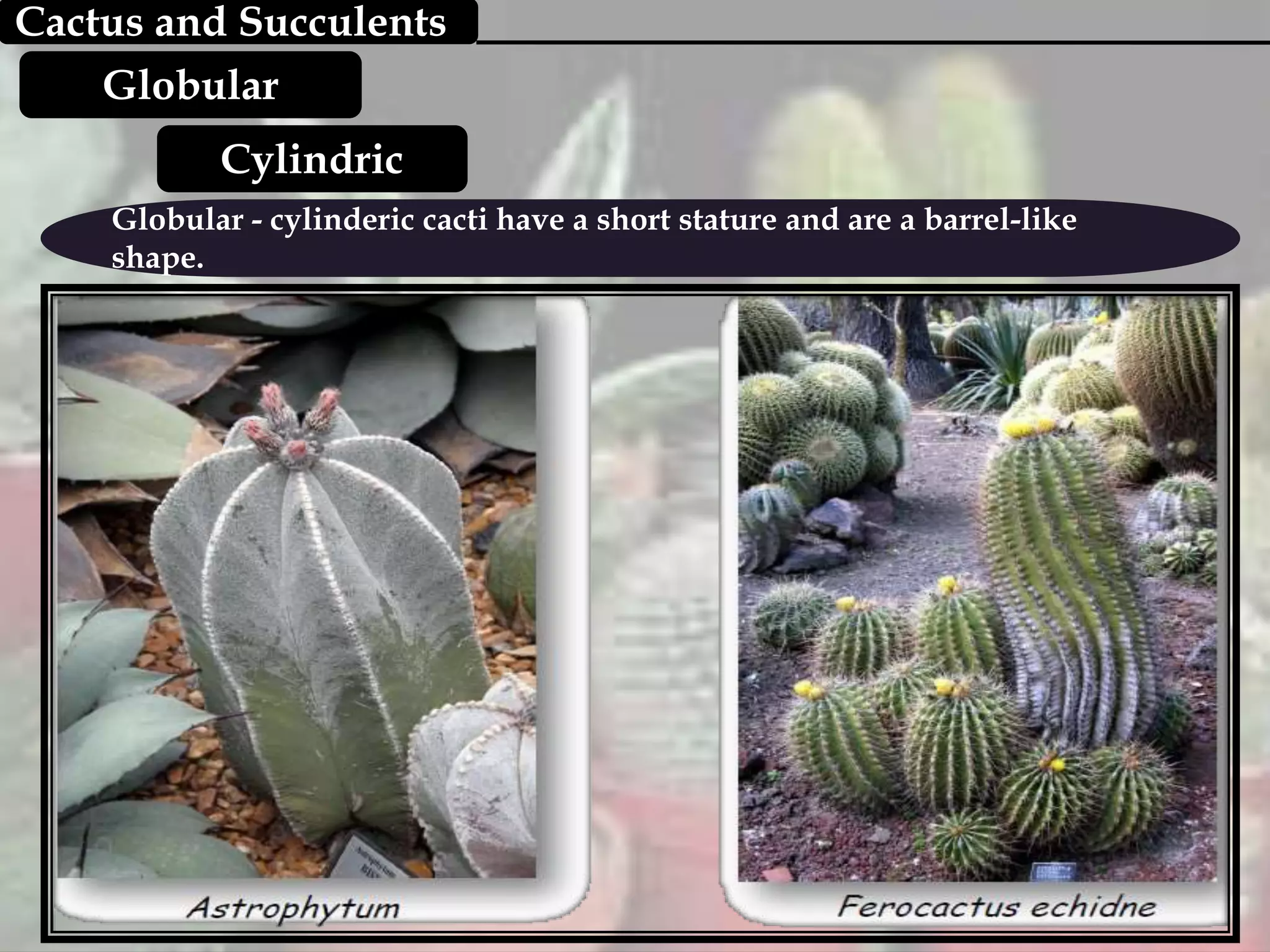 Cactus and succulents | PPTX