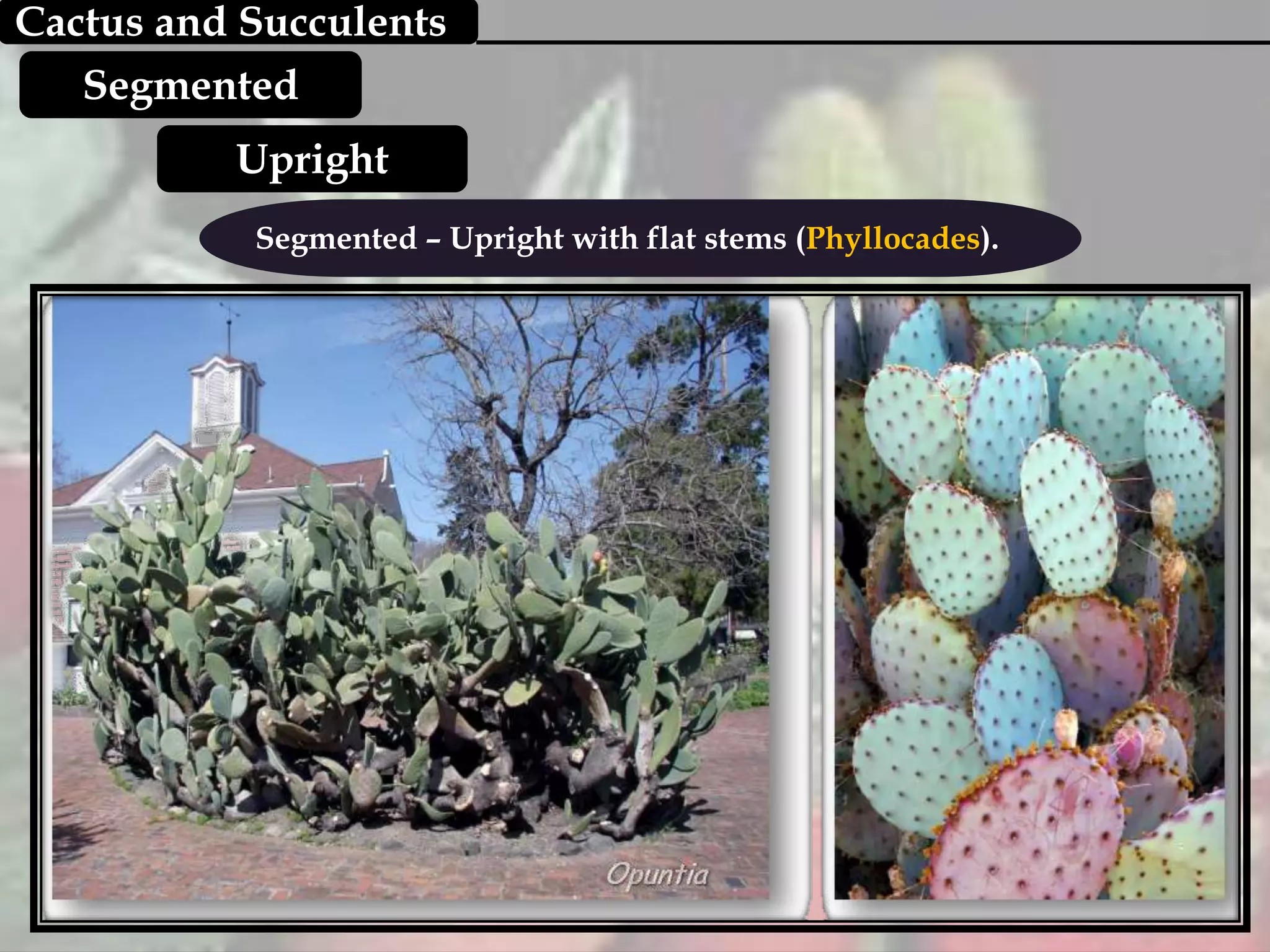 Cactus and succulents | PPTX
