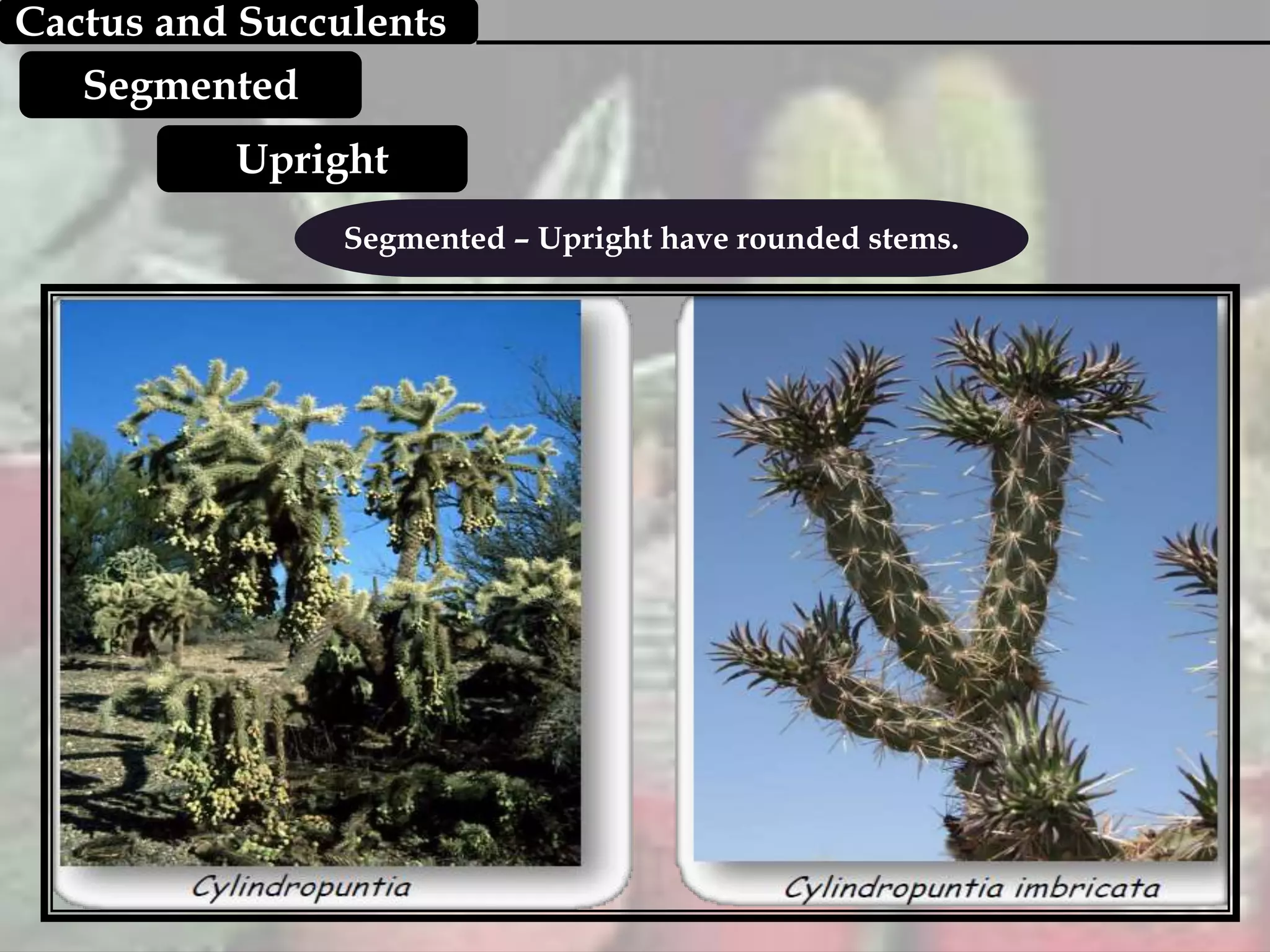 Cactus and succulents | PPTX