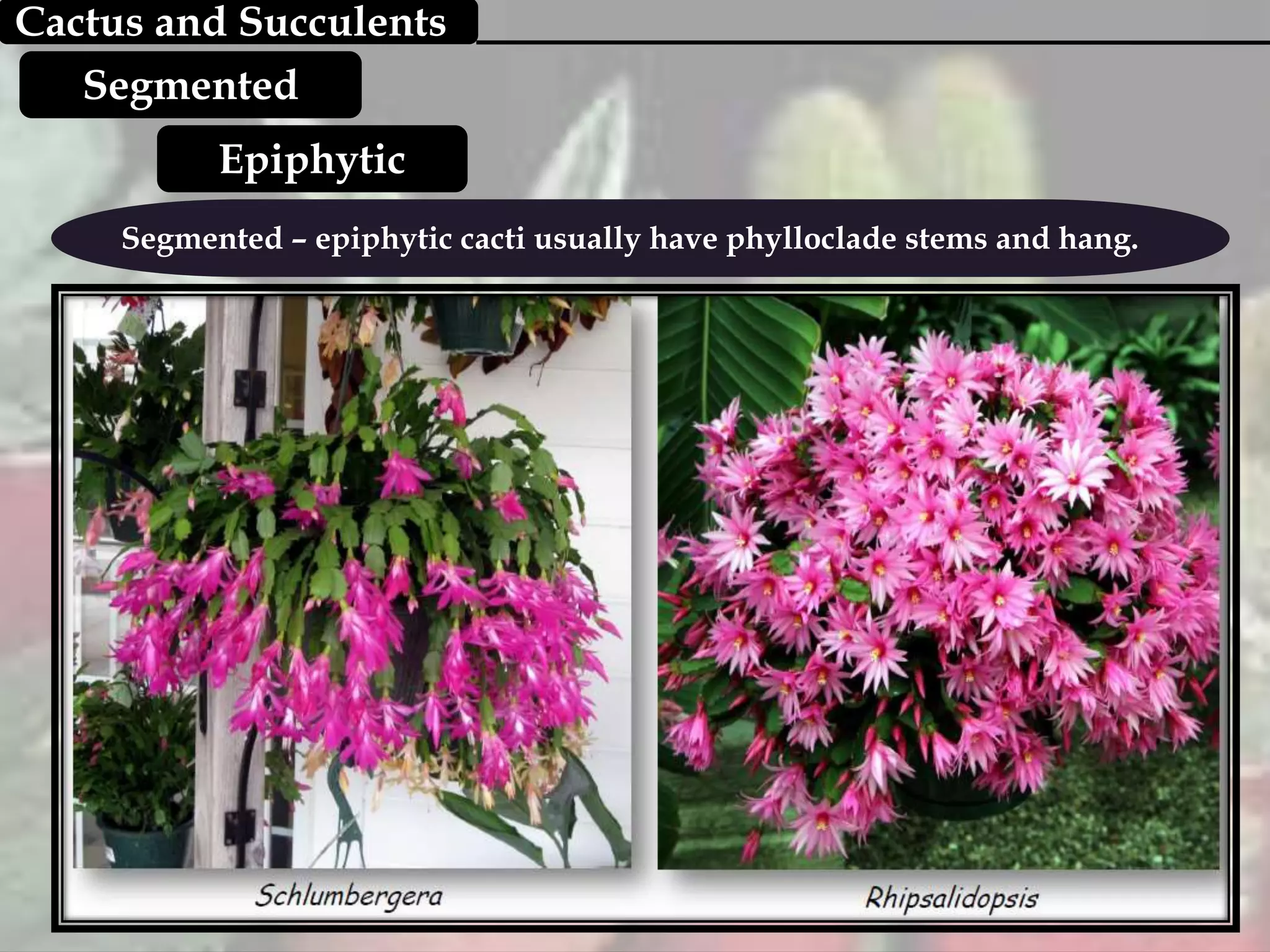 Cactus and succulents | PPTX