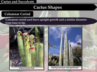 Cactus and succulents | PPTX