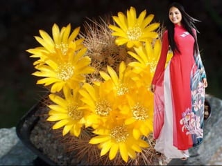 Cactus ao lua_ha_dong | PPT