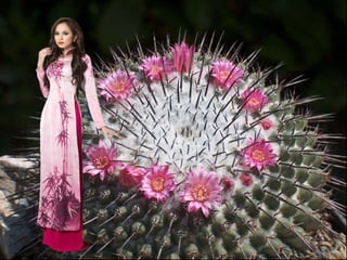 Cactus ao lua_ha_dong | PPT