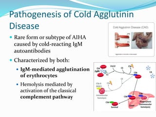 cold agglutinin disease in cardiac surgery | PPTX