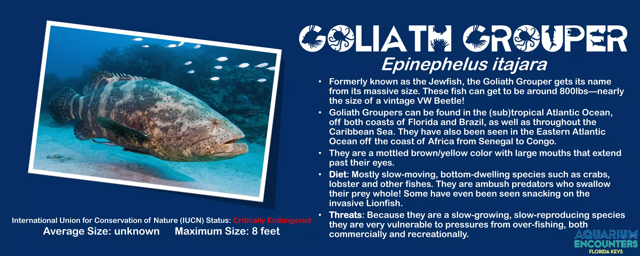 Goliath Grouper | PDF