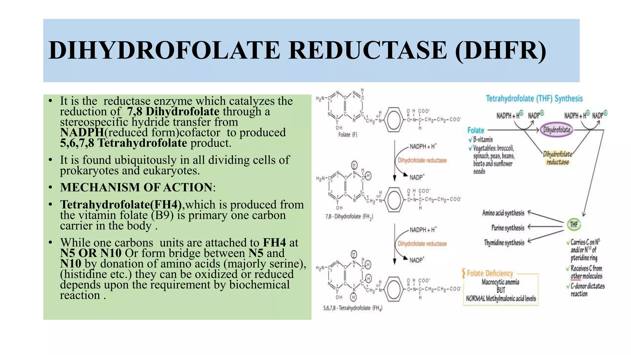 DHFR ENZYME AND ITS INHIBITORS . | PPTX