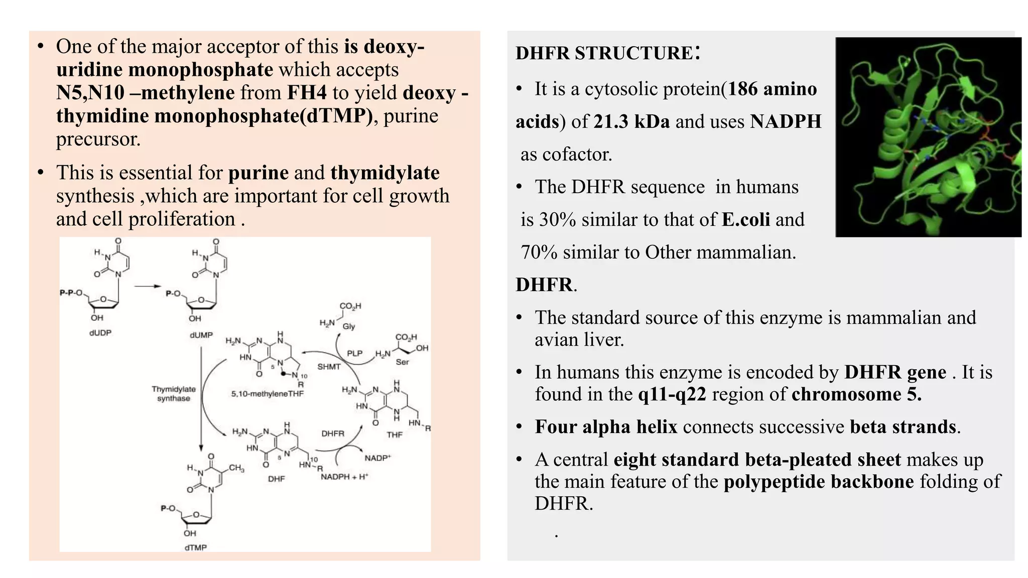 DHFR ENZYME AND ITS INHIBITORS . | PPTX