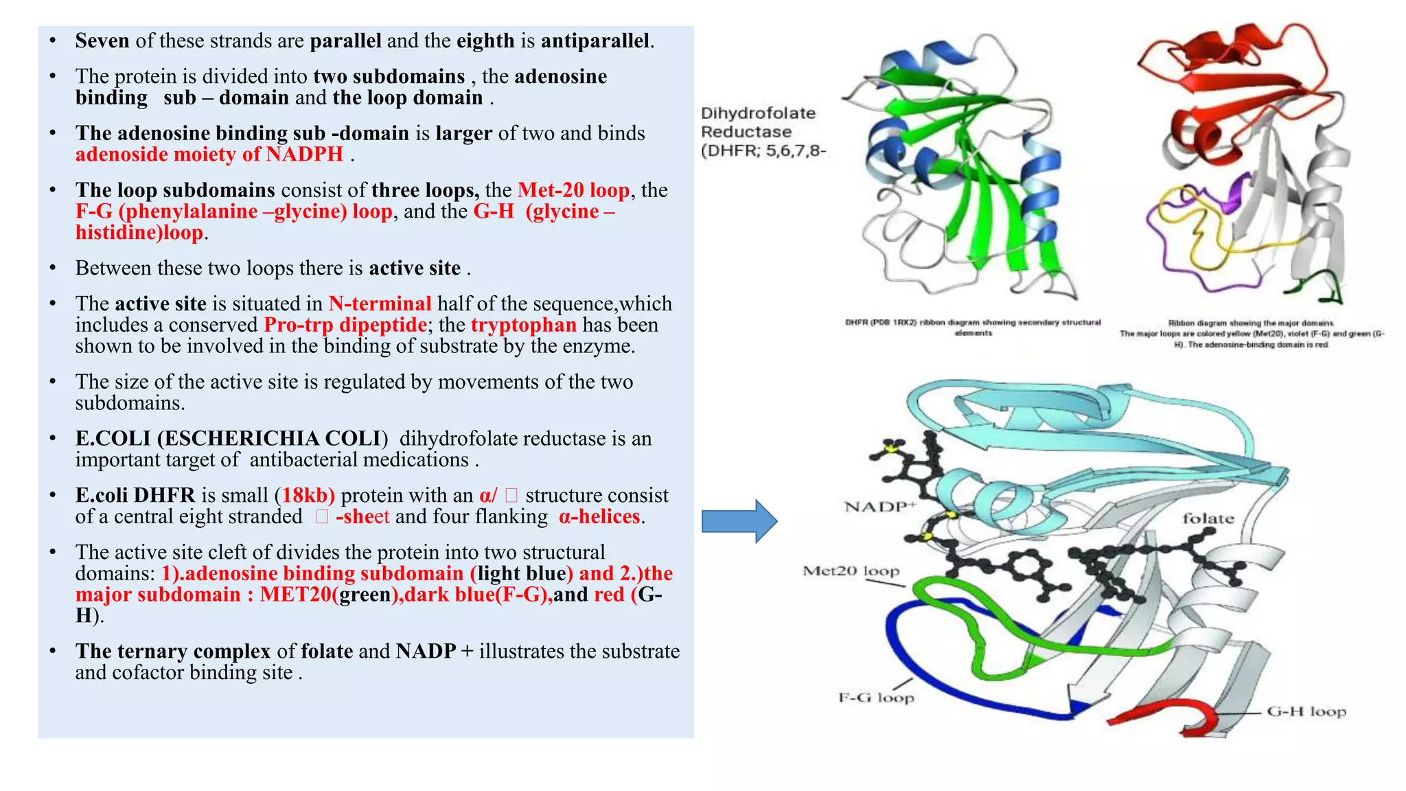 DHFR ENZYME AND ITS INHIBITORS . | PPTX