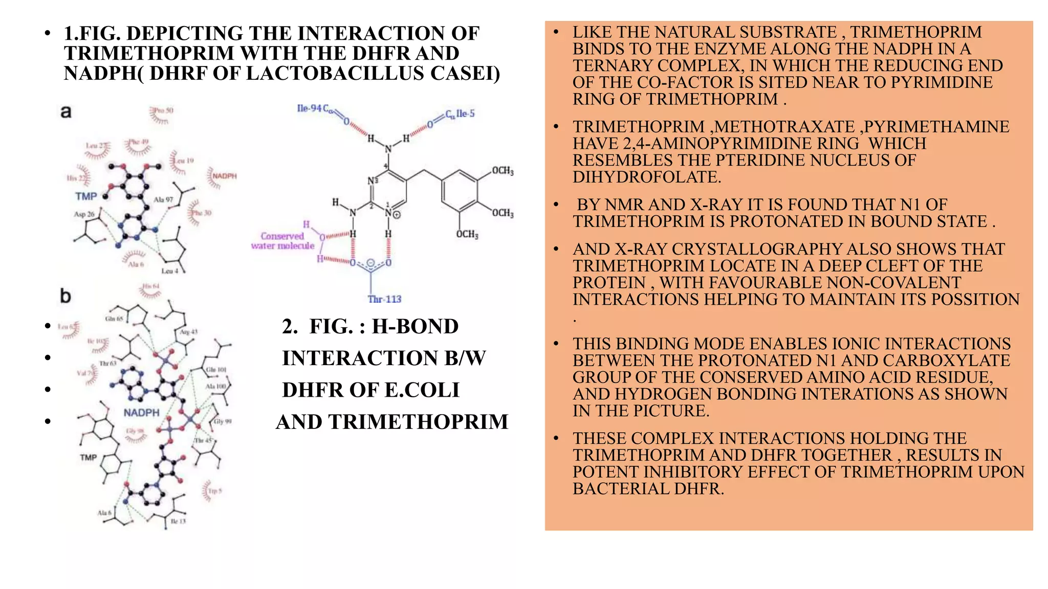 DHFR ENZYME AND ITS INHIBITORS . | PPTX