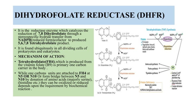 DHFR ENZYME AND ITS INHIBITORS . | PPTX