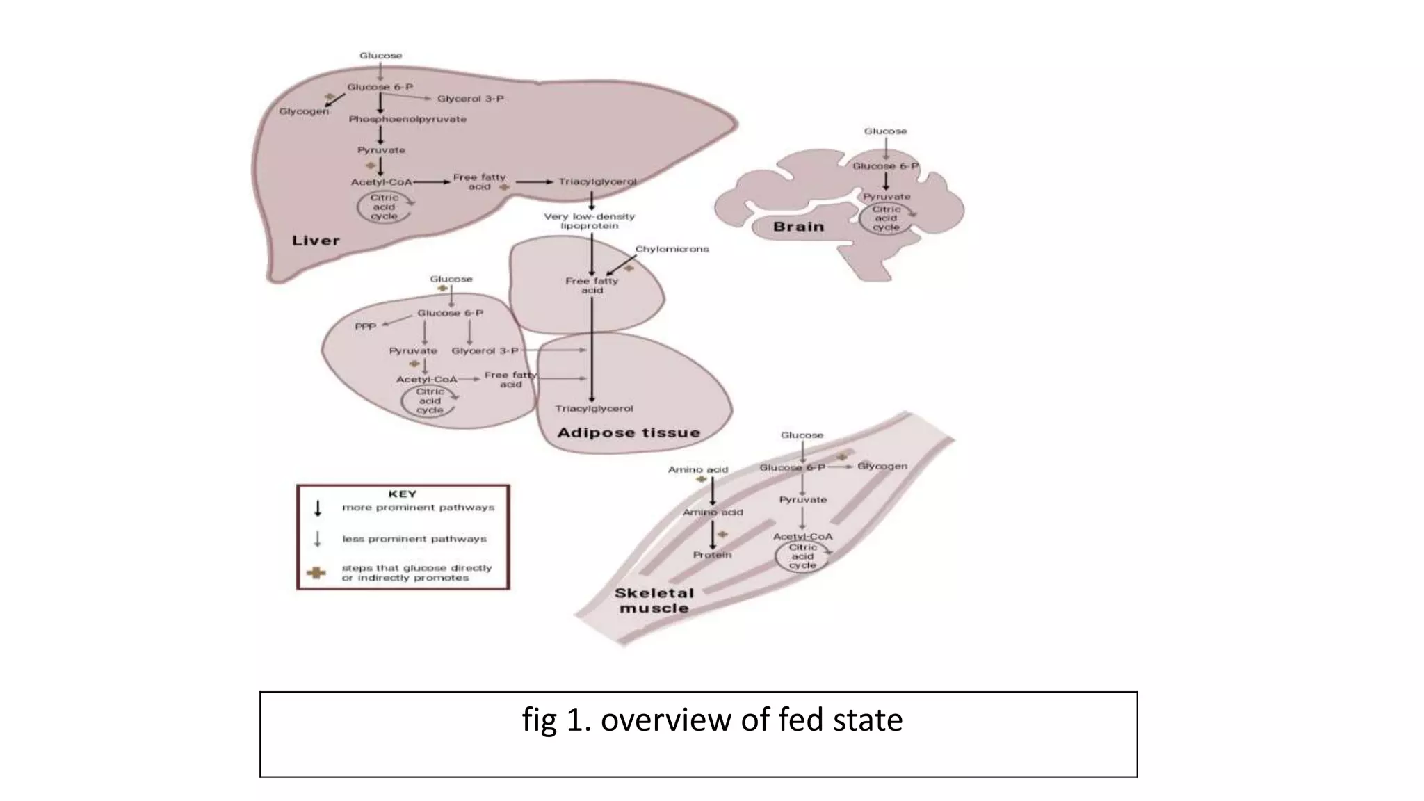 CADD PRESENTATION ON FED VS FASTED.pptx