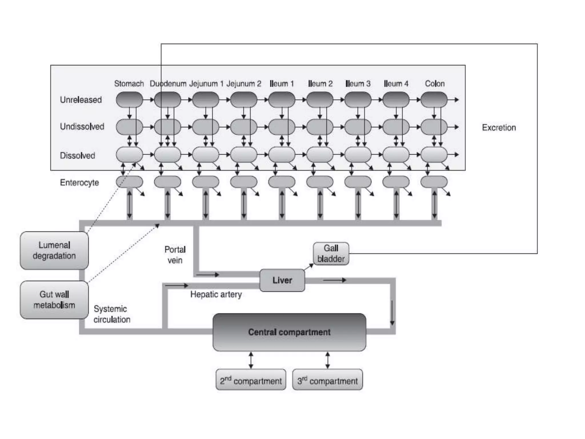model construction of GI simulation | PPTX