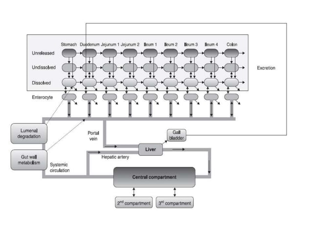 model construction of GI simulation | PPTX