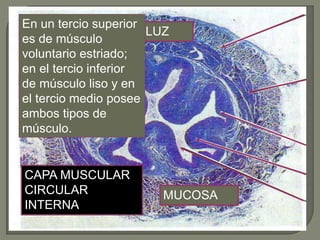 CANCER DE ESOFAGO | PPTX
