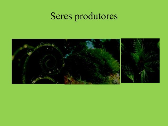 Cadeia alimentar | PPT