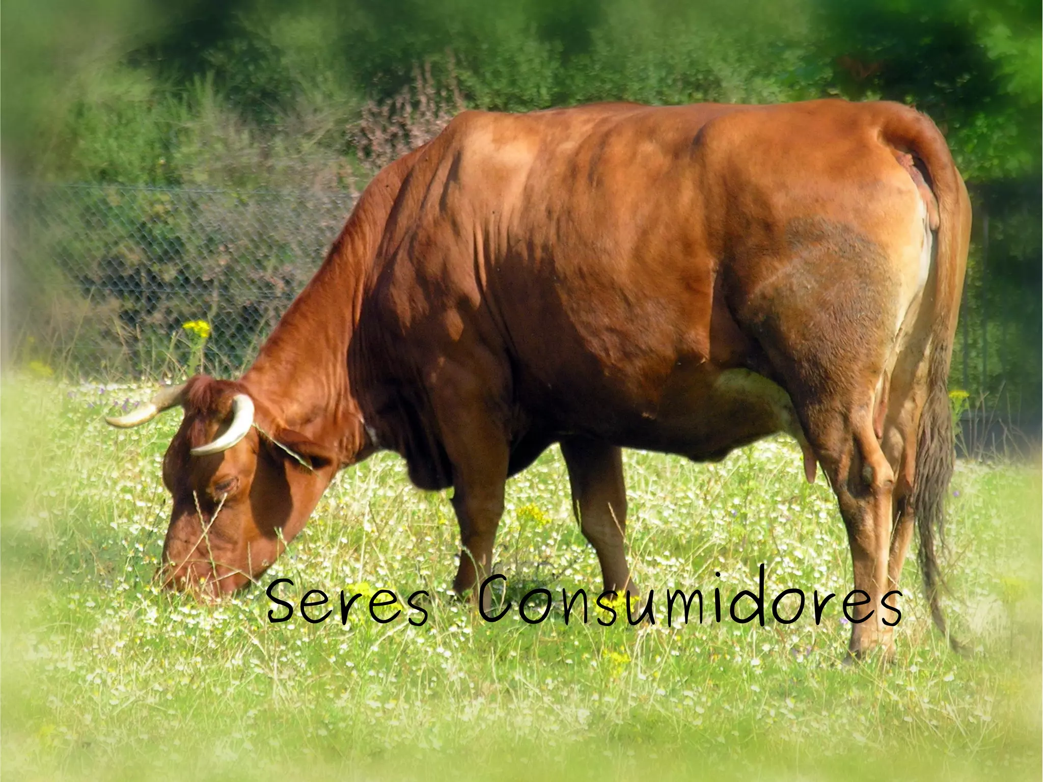 Cadeia alimentar | PPT