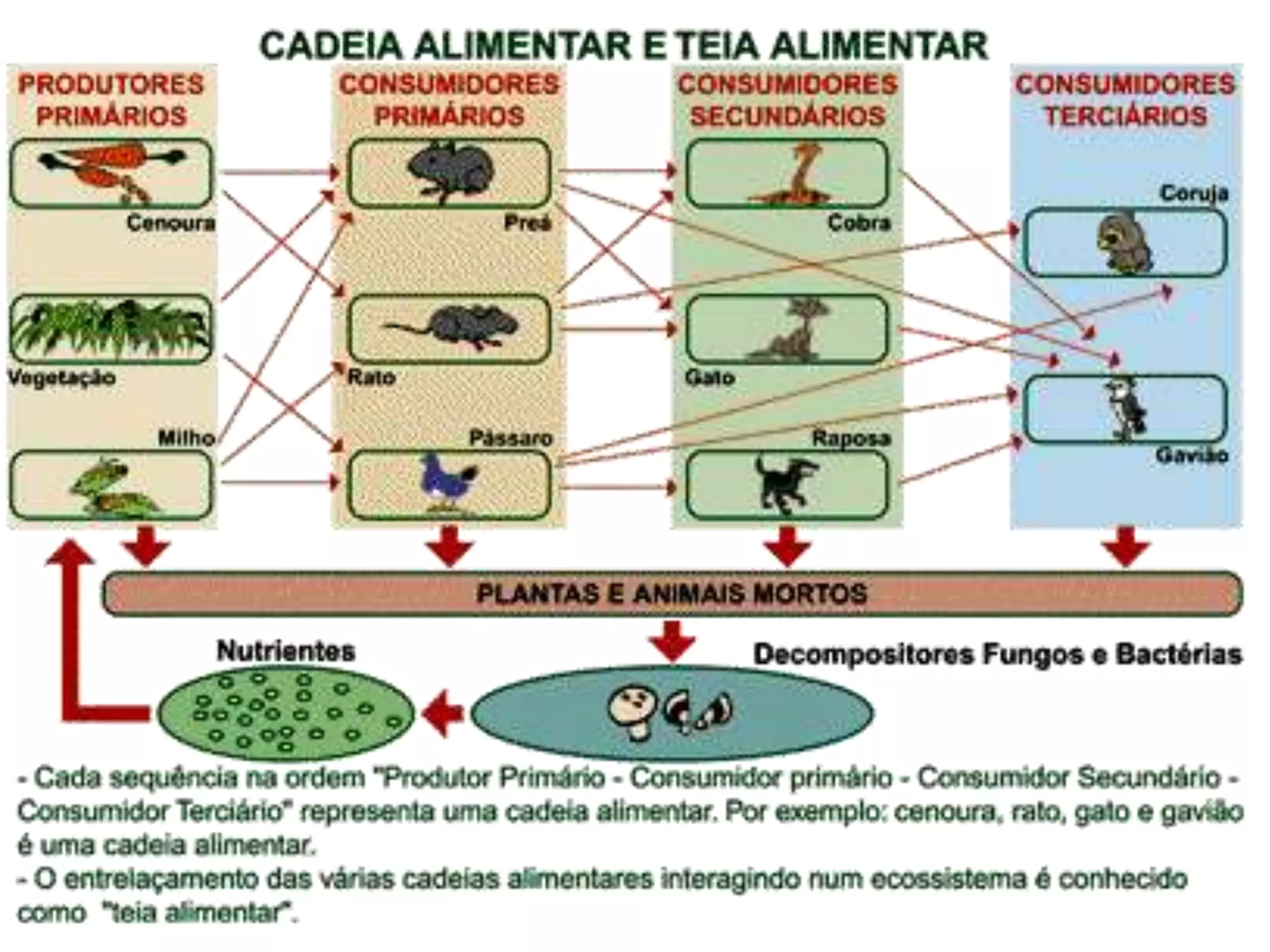 www.aulasdebiologiaapoio.com - Teia Alimentar e Cadeia Alimentar | PPT