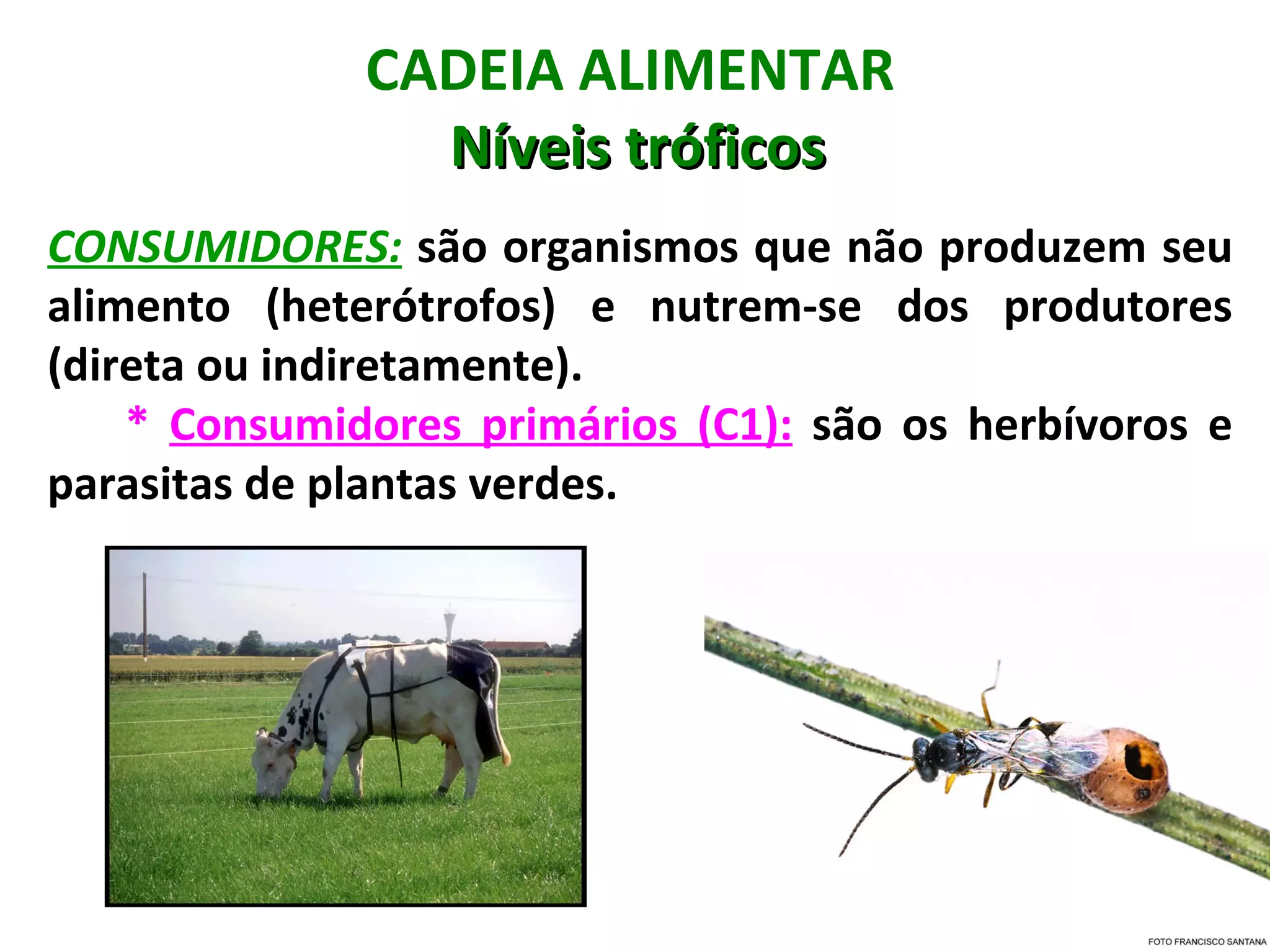 Cadeia e teias alimentares | PPT