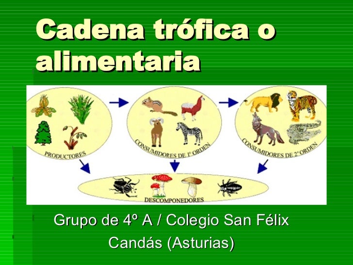 Cadena Alimentaria