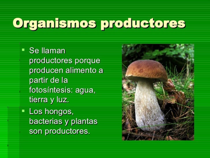Cadena Alimentaria