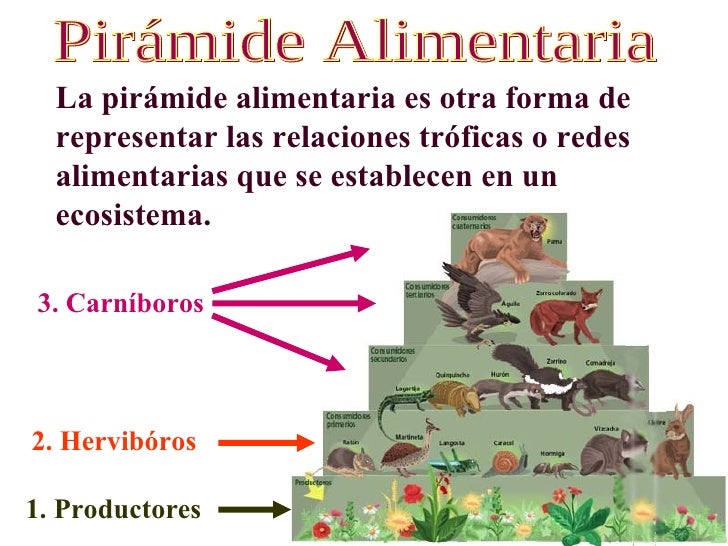 Piramide trofica de animales - Imagui