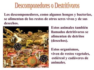 Cadena alimenticia | PPT